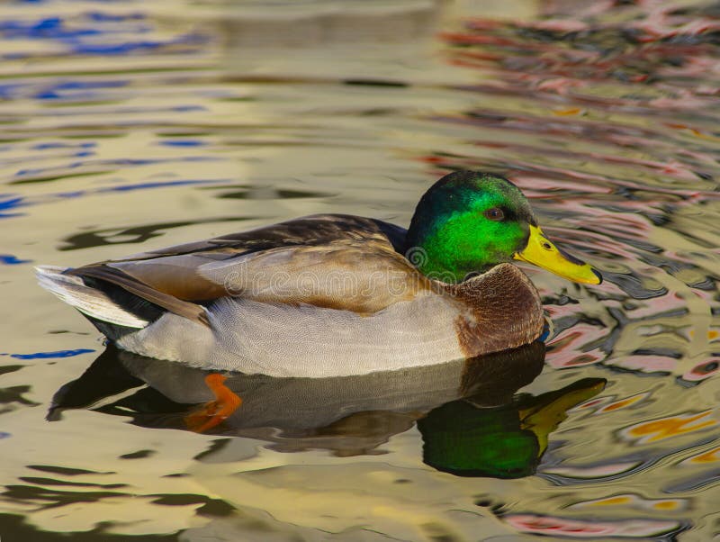 Male Mallard Floating on the Waves on Lake Stock Image - Image of ...