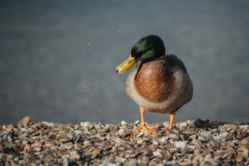Male mallard shaking head stock photo. Image of colorful - 43622032