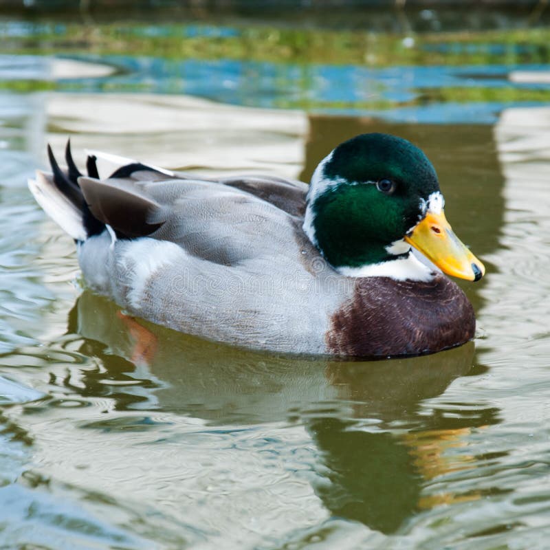 Mallard duck stock photo. Image of outdoor, green, feathered - 28109590