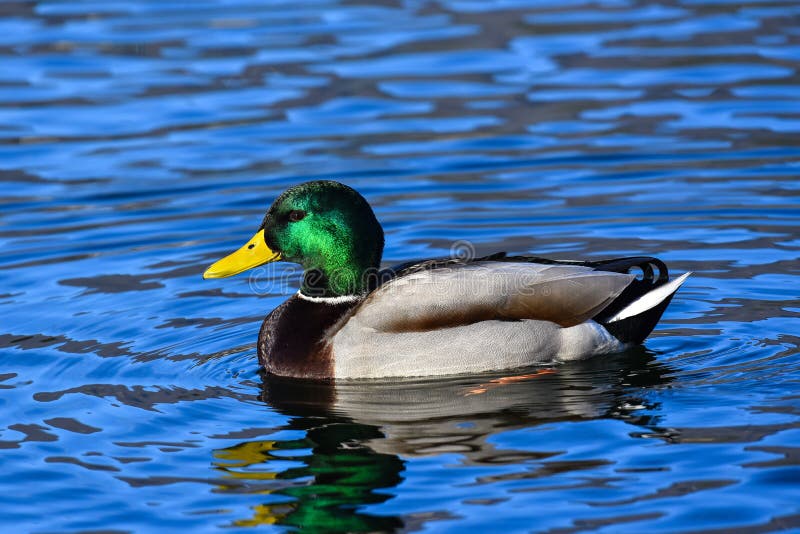 Male mallard swimming stock photo. Image of portrait - 87456112