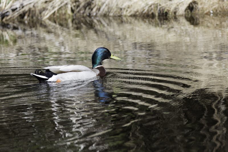 Male Mallard in Water stock image. Image of platyrhynchos - 92385463