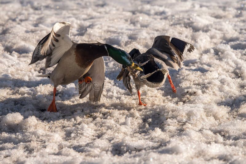 Male Mallards Fighting in the Snow Stock Photo - Image of winter ...