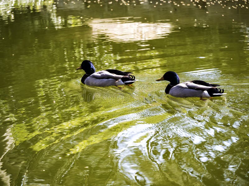 Male Mallards - Springtime Ducks Stock Photo - Image of water, ponds ...