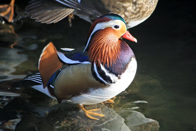 Male Mandarin duck stock photo. Image of feathers, glaring - 14789000