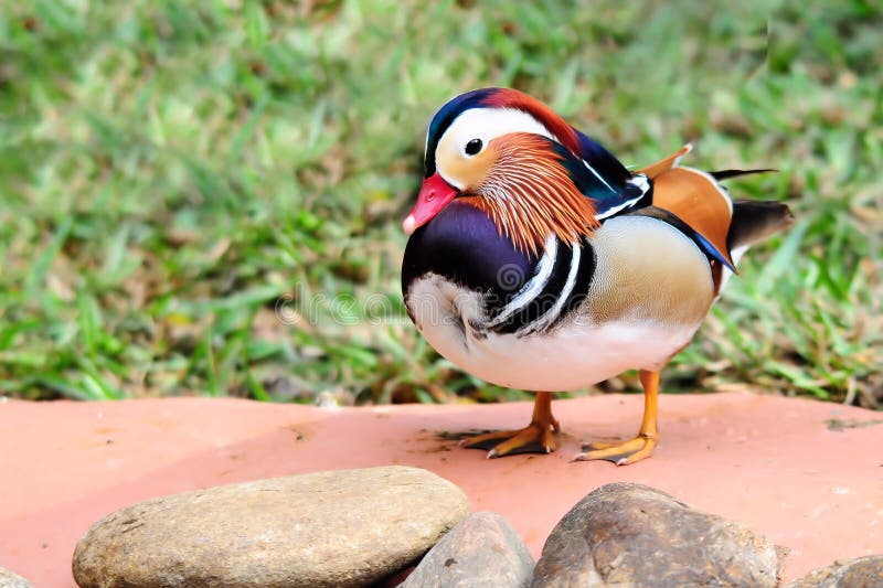 Male Mandarin Duck stock photo. Image of colour, beige - 22929602
