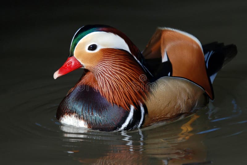 Mandarin duck stock photo. Image of tail, mandarin, head - 2176810