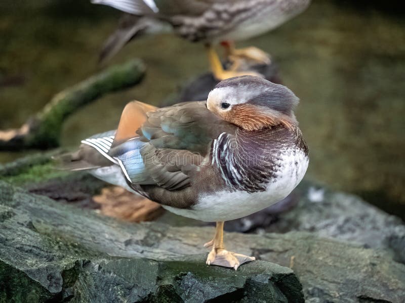 Male Mandarin Duck, Aix Galericulata, is Very Brightly Colored Stock ...