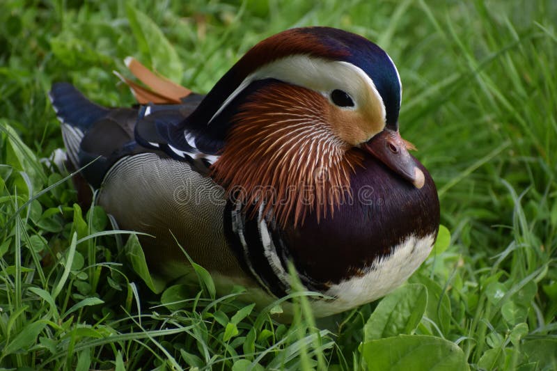 Male mandarin duck stock illustration. Illustration of water - 279273456