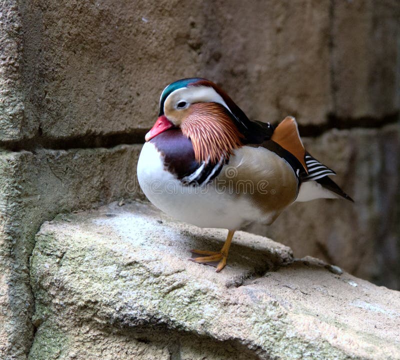 Mandarin duck (male) stock image. Image of national, swimming - 20025007