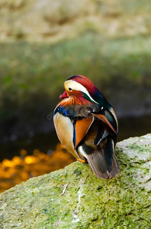 Beautiful Male Mandarin Ducks Stock Photo - Image of closeup, nature ...