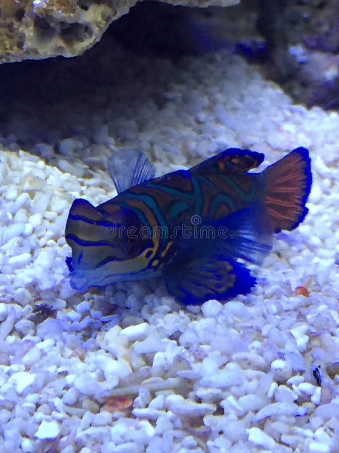 Mandarin marine fish stock photo. Image of marine, fish - 104248946