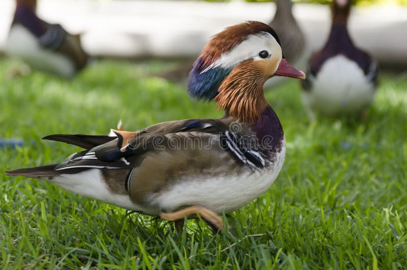 Male Mandarinand fotografering för bildbyråer. Bild av angus - 47186103