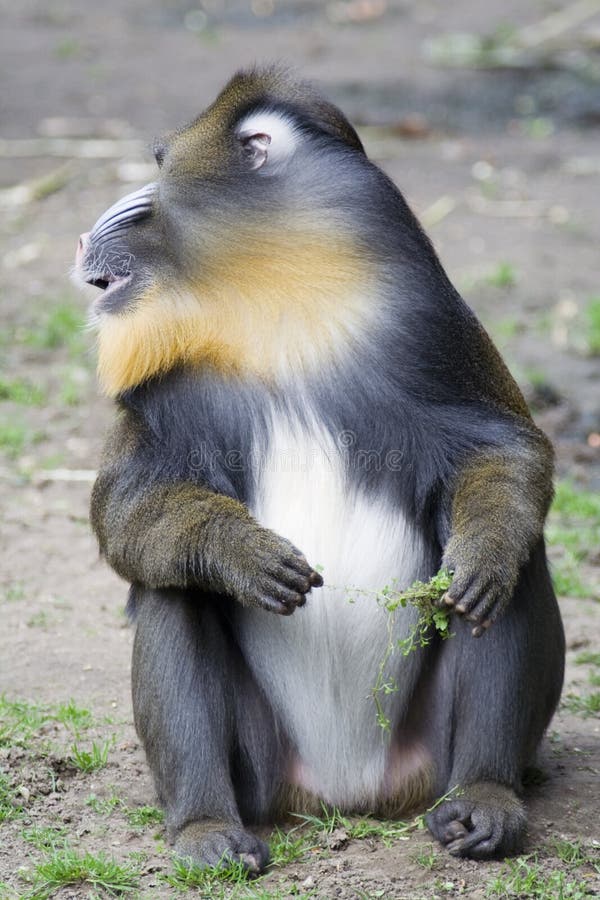 Male mandrill stock image. Image of mandrill, mandrillus - 3133647