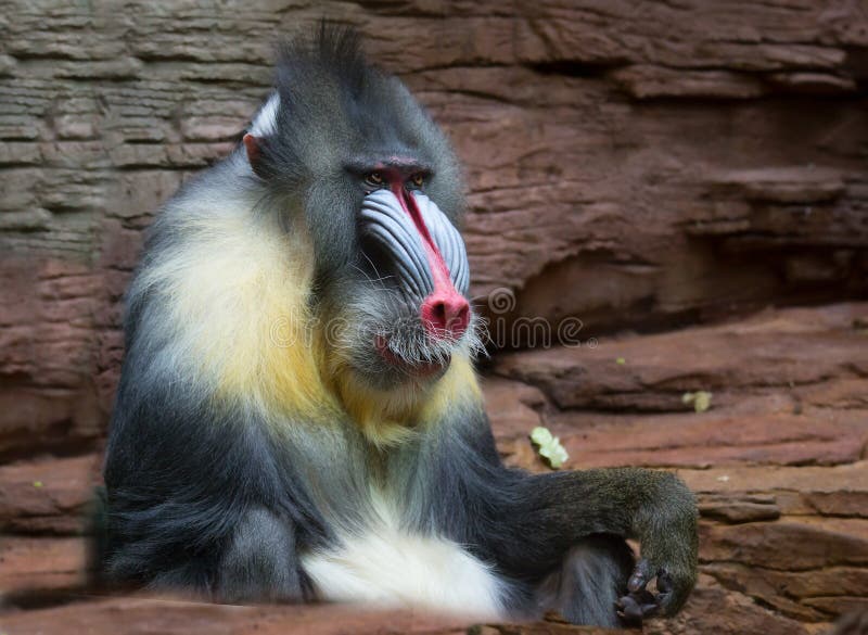Mandrill arkivfoto. Bild av porslin, svart, färg, tjock - 50816058