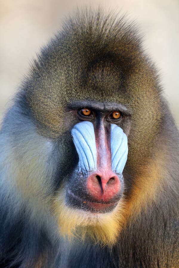 Mandrill stock image. Image of portrait, closeup, face - 57345901