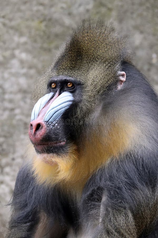 Ape Mandrill Male stock image. Image of nature, wood, glance - 2526627