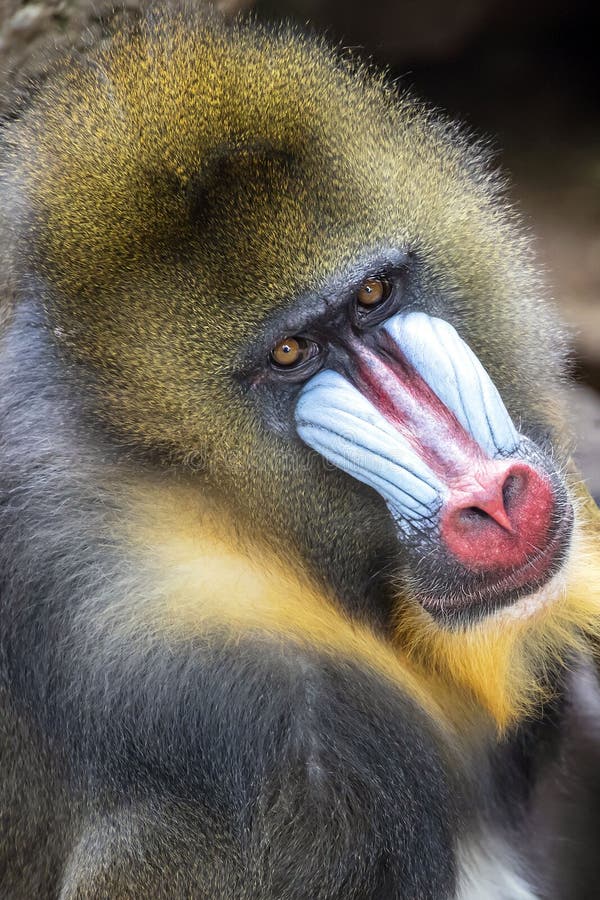 Male mandrill monkey stock photo. Image of daylight - 198072294