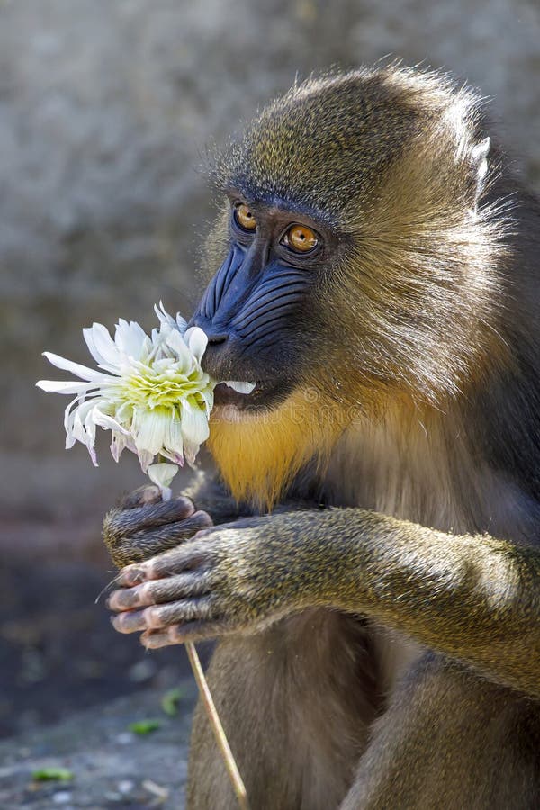 Male mandrill monkey stock photo. Image of blue, calm - 198072342