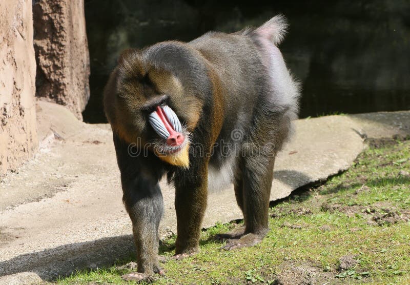 Male Mandrill stock image. Image of closeup, mandrillus - 66374019
