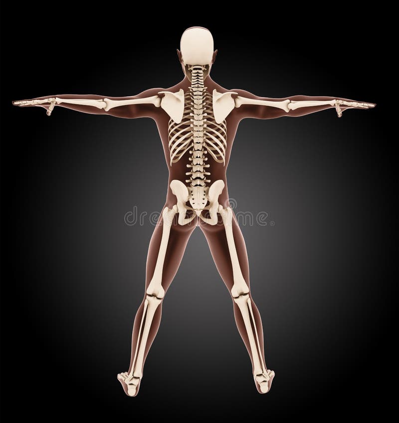 Male medical skeleton stock illustration. Illustration of biology ...