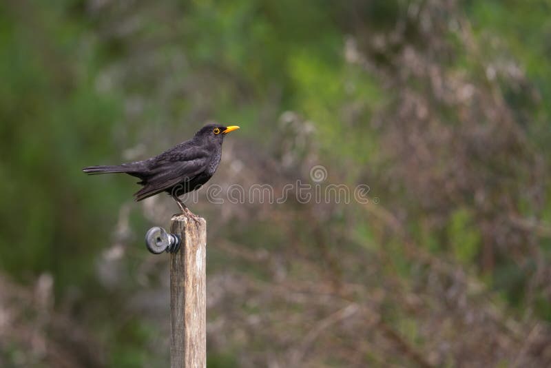 Male Merl (Turdus Merula) Standing on a Stake Stock Photo - Image of ...