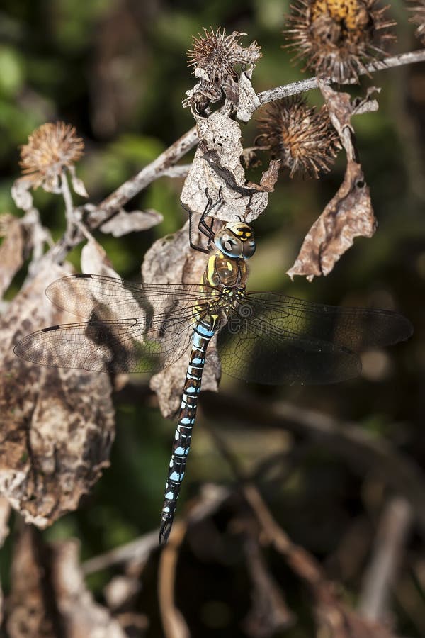 Male Migrant Hawker stock image. Image of hawker, wing - 26509825
