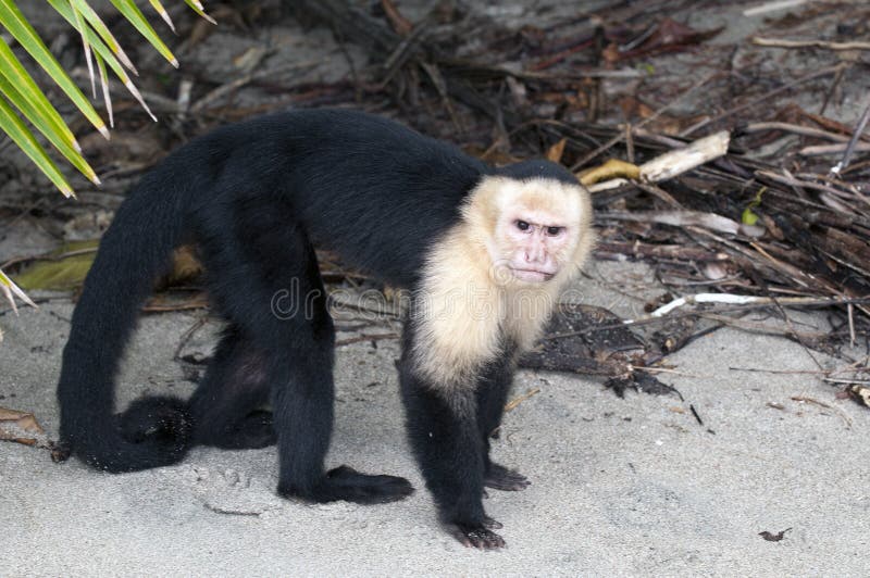 Male monkey stock image. Image of primate, endangered - 21124517