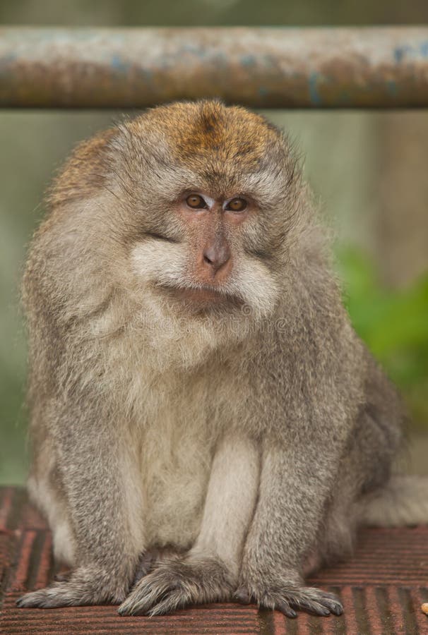 Male monkey stock image. Image of alone, macaque, groom - 23608565