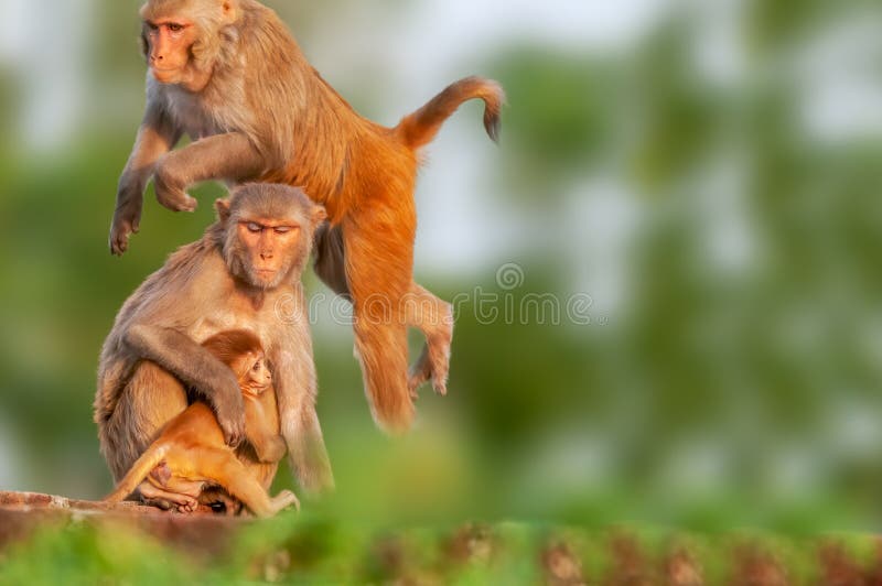 Jumping Monkies Stock Photos - Free & Royalty-Free Stock Photos from ...