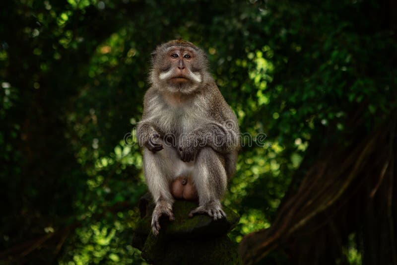 Male monkey almost human stock image. Image of macho, grown - 6995597