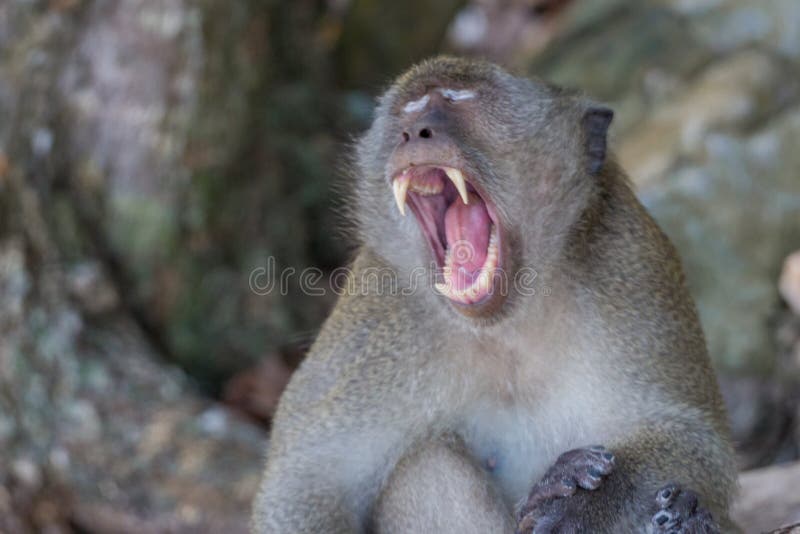 Male Monkey Scream Thailand Stock Image - Image of mammal, aggressive: 182198295