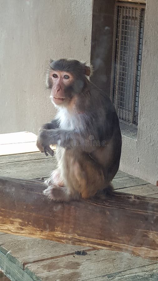 Male Monkey is Sitting Down Stock Photo - Image of primate, baboon ...
