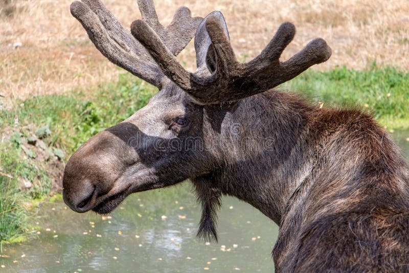 Male moose stock image. Image of antlers, alaska, natural - 957521