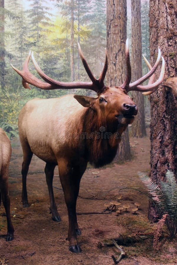 Male moose stock image. Image of antlers, alaska, natural - 957521
