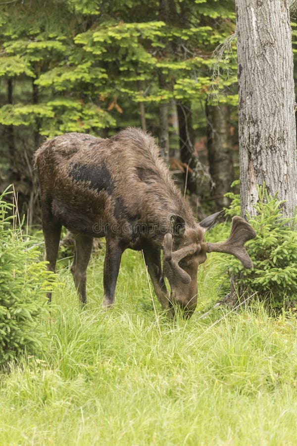 Male Moose in a Forest Setting Stock Photo - Image of colorado, country ...