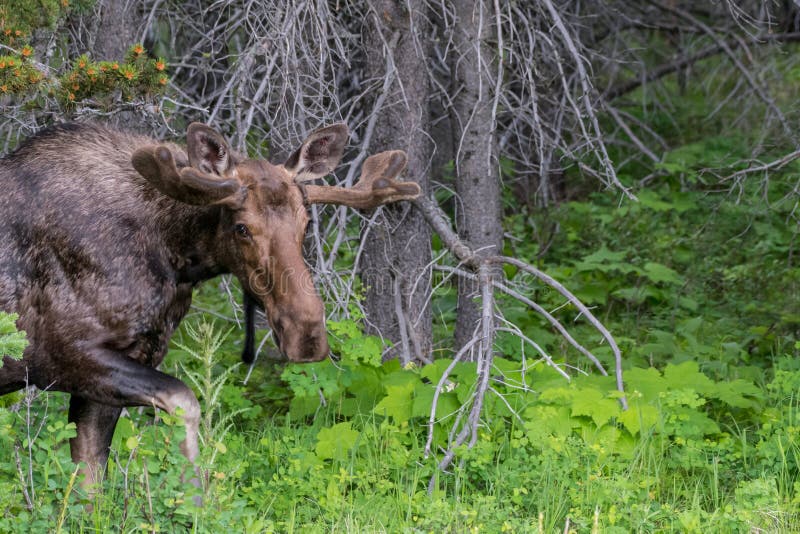Male Moose Looks at Camera at it Exits Forest Stock Photo - Image of ...