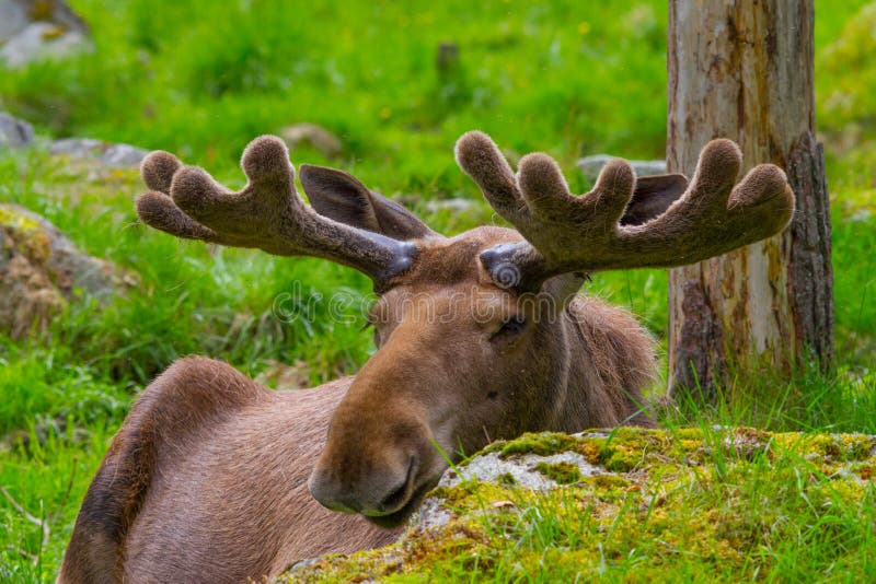 Moose From Behind In The River Stock Image - Image of moose, foret ...