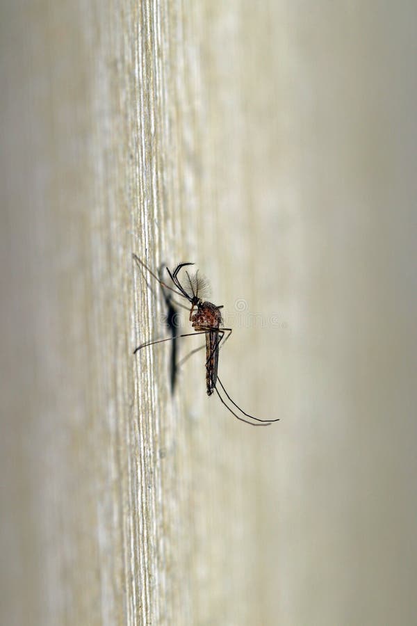 A male mosquito stock image. Image of little, closeup - 130034849
