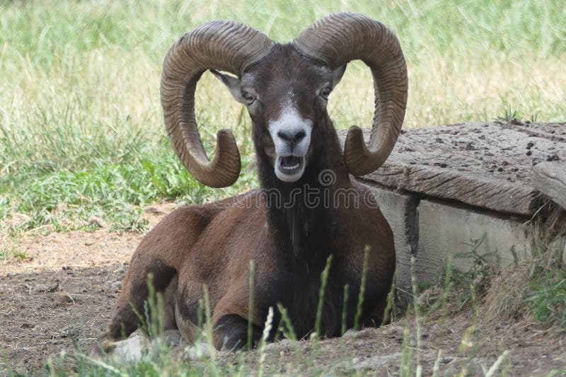 The Male Mouflon Sits Down and Ruminates Stock Image - Image of chews ...