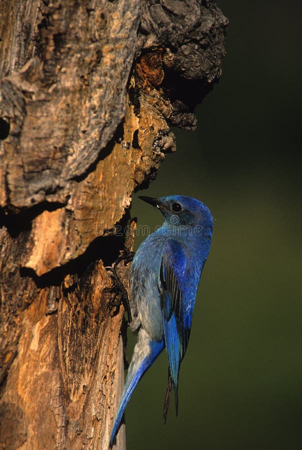 Male mountain Bluebird stock image. Image of nest, nature - 9153909