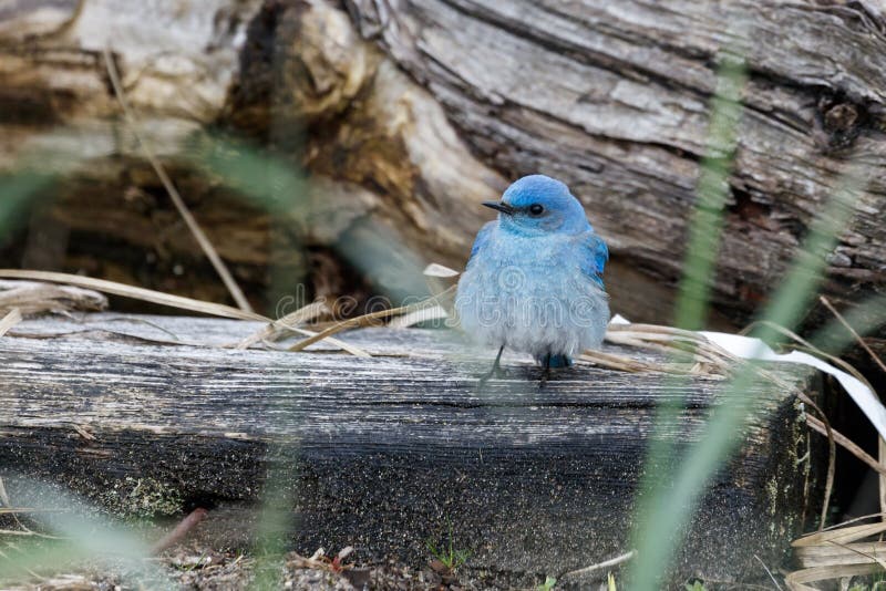 Male mountain bluebird stock image. Image of columbia - 92436393