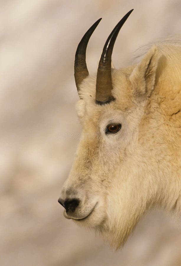 Male Mountain Goat Portrait Stock Photo - Image of west, white: 16340814
