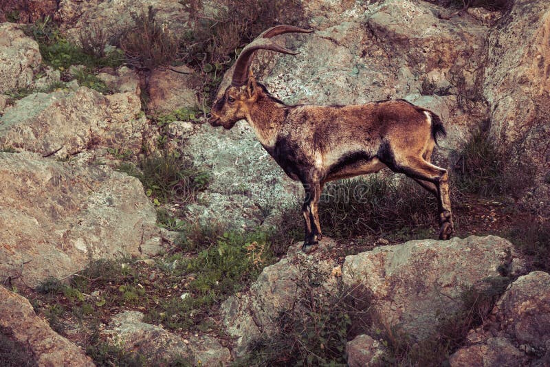 Male mountain goat stock image. Image of eventoed, life - 183312139