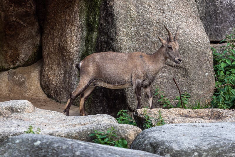 Male Mountain Ibex or Capra Ibex on a Rock Stock Photo - Image of ...