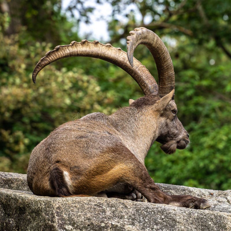 Male Mountain Ibex or Capra Ibex on a Rock Stock Photo - Image of horn ...