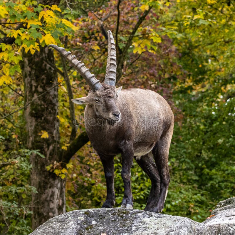Male Mountain Ibex or Capra Ibex on a Rock Stock Image - Image of horn ...