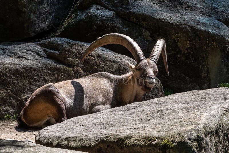 Male Mountain Ibex or Capra Ibex on a Rock Stock Image - Image of ...