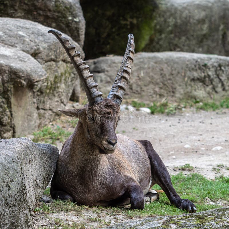 Male Mountain Ibex or Capra Ibex on a Rock Stock Image - Image of capra ...