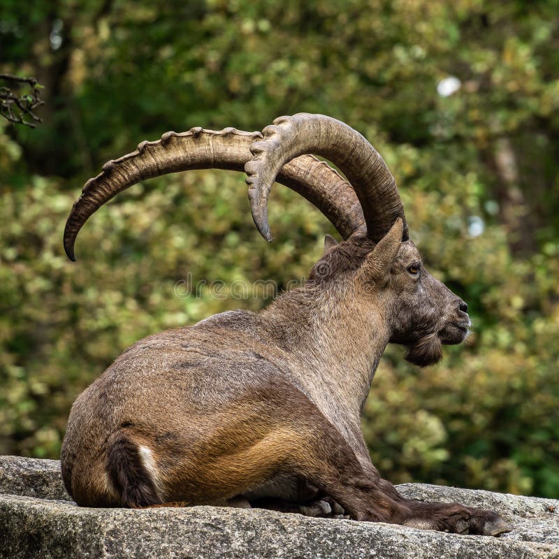 Male Mountain Ibex or Capra Ibex on a Rock Stock Photo - Image of stone ...