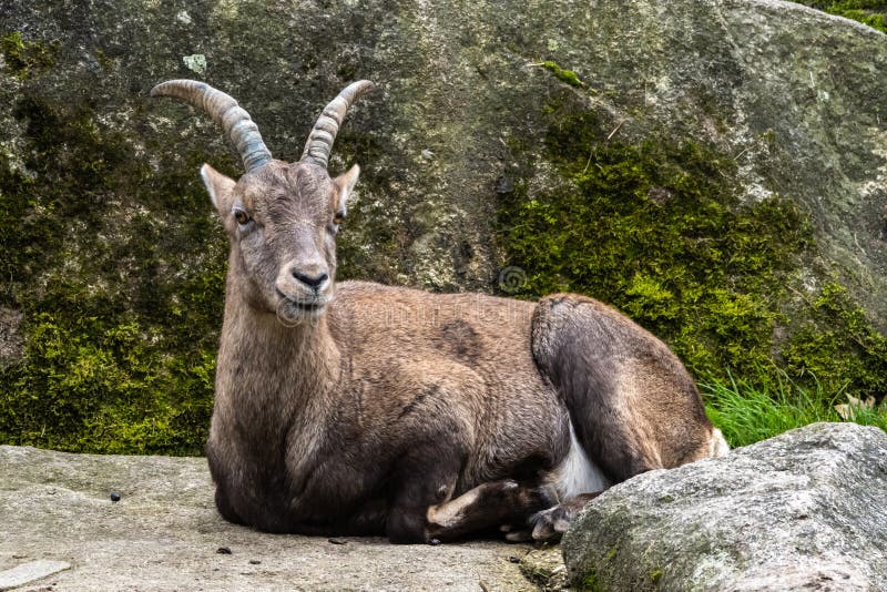 Male Mountain Ibex or Capra Ibex on a Rock Stock Photo - Image of ibex ...